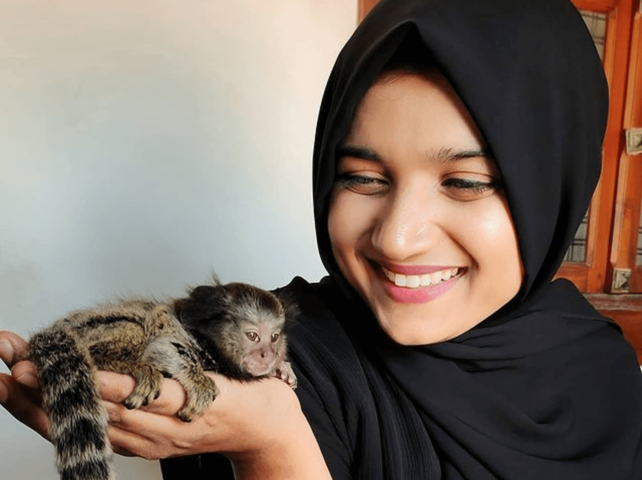 Adopt Finger Monkey Breeds » Marmoset Breeders