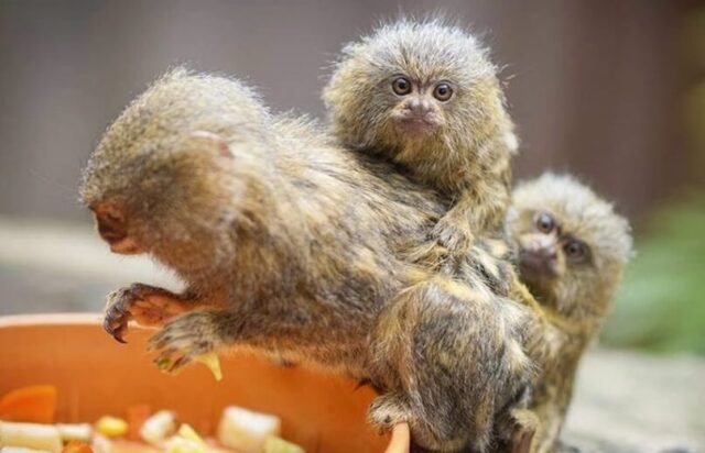 A Step-by-Step Guide to Buying Pygmy Marmoset Monkeys Online