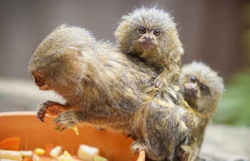 A Step-by-Step Guide to Buying Pygmy Marmoset Monkeys Online